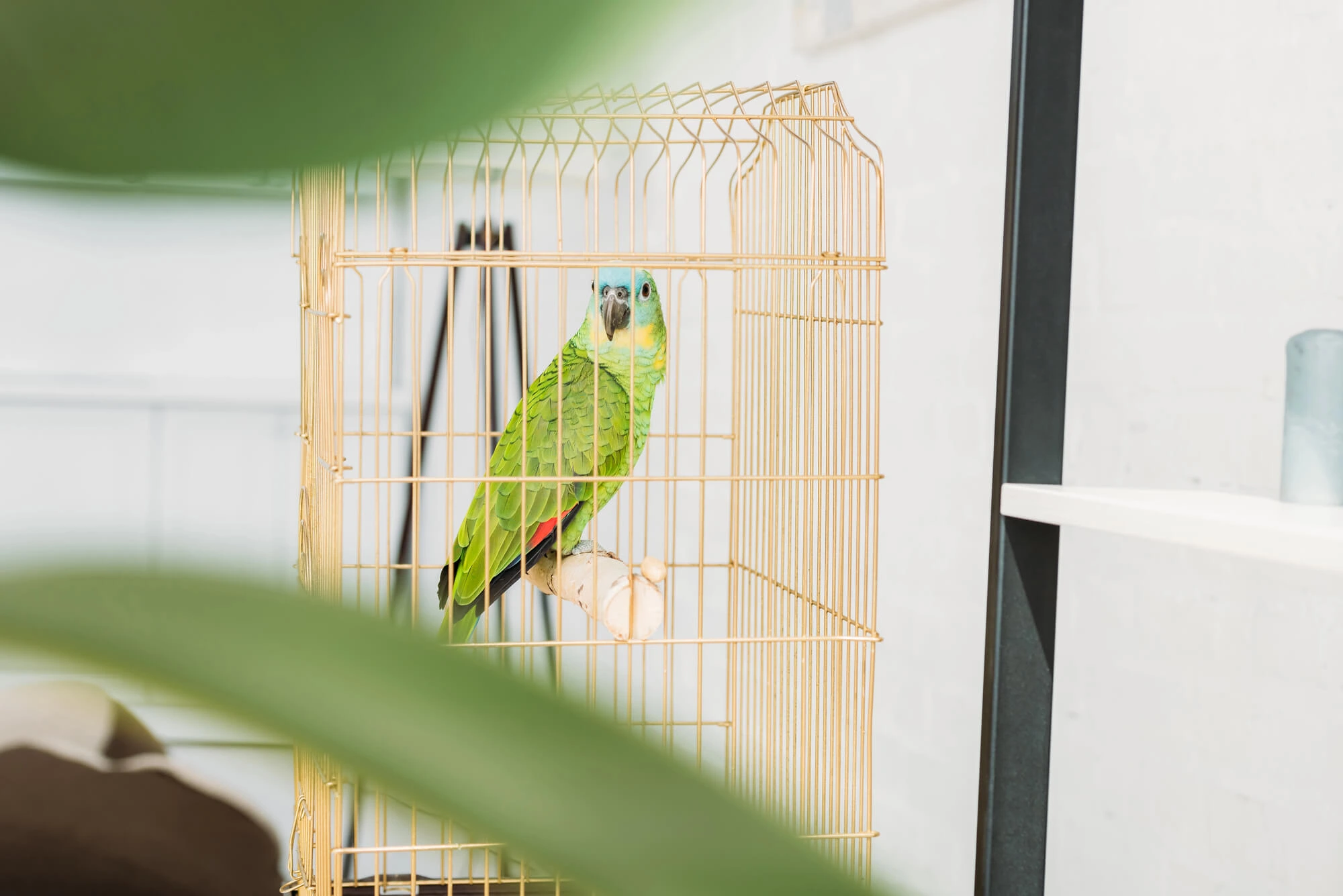 Tips for Moving with a Pet Bird - Pink Zebra Moving