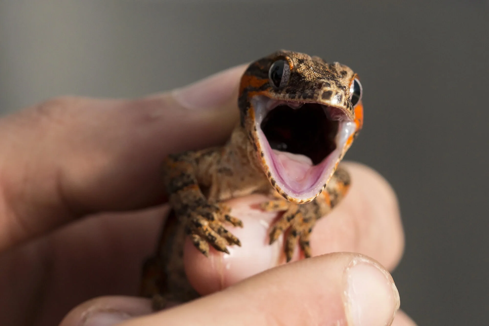 Tips for Moving with a Pet Lizard - Pink Zebra Moving